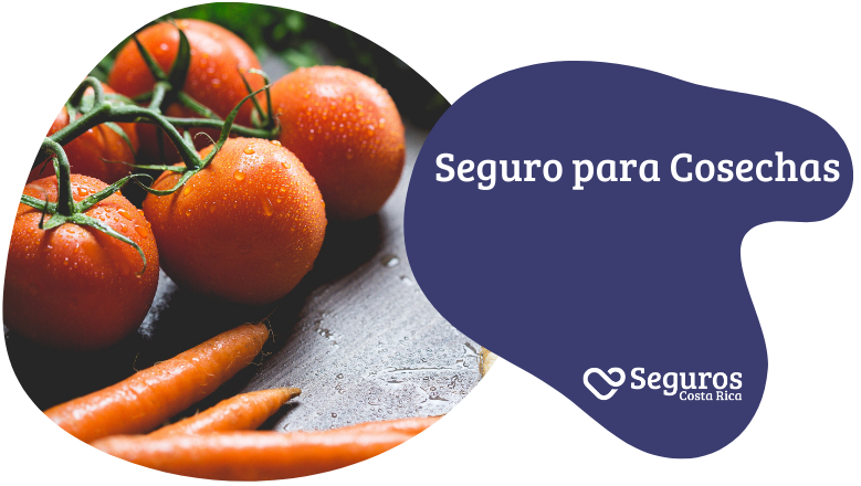 Seguro de cosechas - Seguros Costa Rica